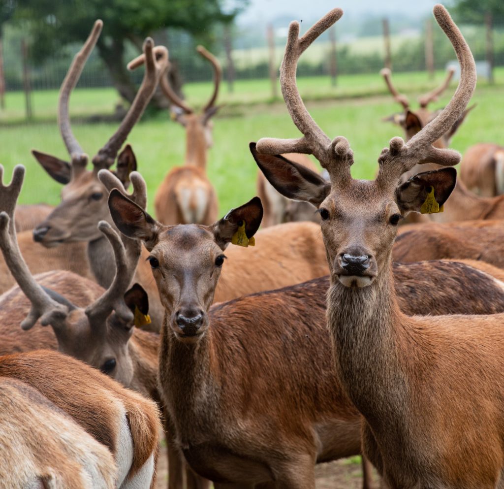 Deer Farming In The South Downs At Sky Park Farm
